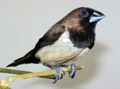 Mengenal Burung Pipit (Bondol) dan Macam-macam Jenisnya | 1001 Catatan ...