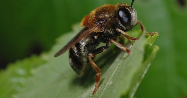 Real Monstrosities: Microdon