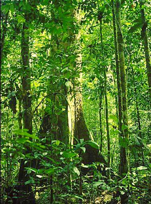 Pohon Meranti | SUKU DAYAK
