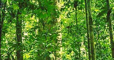 Pohon Meranti | SUKU DAYAK