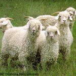 Jenis Kambing dan Domba Pedaging