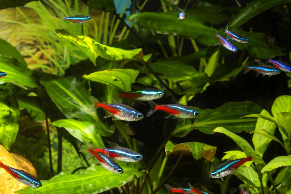 Types of Tetra Food - fish-hobbyist
