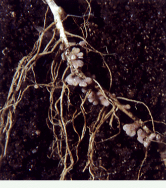 el invernadero de martina: ASOCIACIONES SIMBIÓTICAS