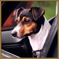 Portugal torrão natal: RAÇA DE CACHORRO IDEAL PARA CRIANÇA - FOX ...