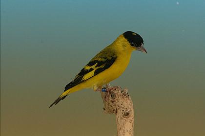 Pintassilgo, Tarin américain, Amerikaanse sijzen, Amerikanische zeisige ...