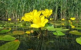 Peces de río de españa: PLANTAS QUE VIVEN EN LOS RIOS