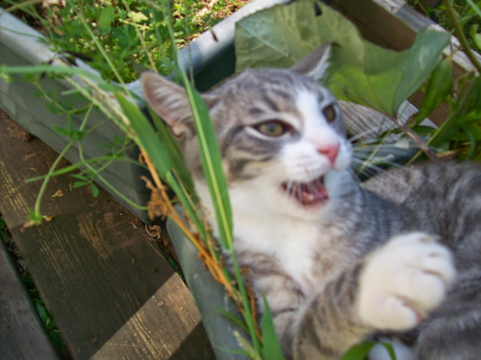 Misadventures of a Feral Cat Wrangler: Fun with claws and teeth