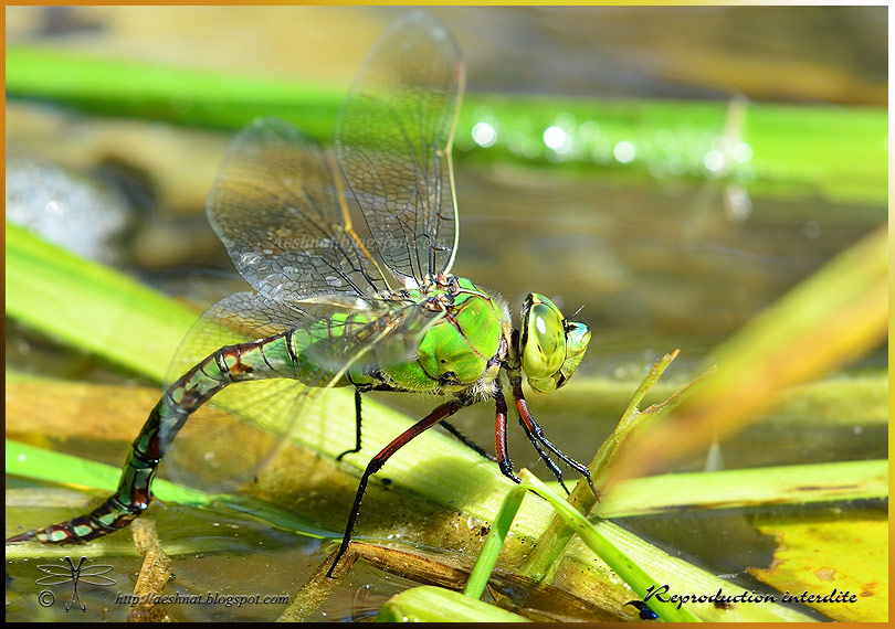 AeshNature: Les Anax empereurs femelle en ponte