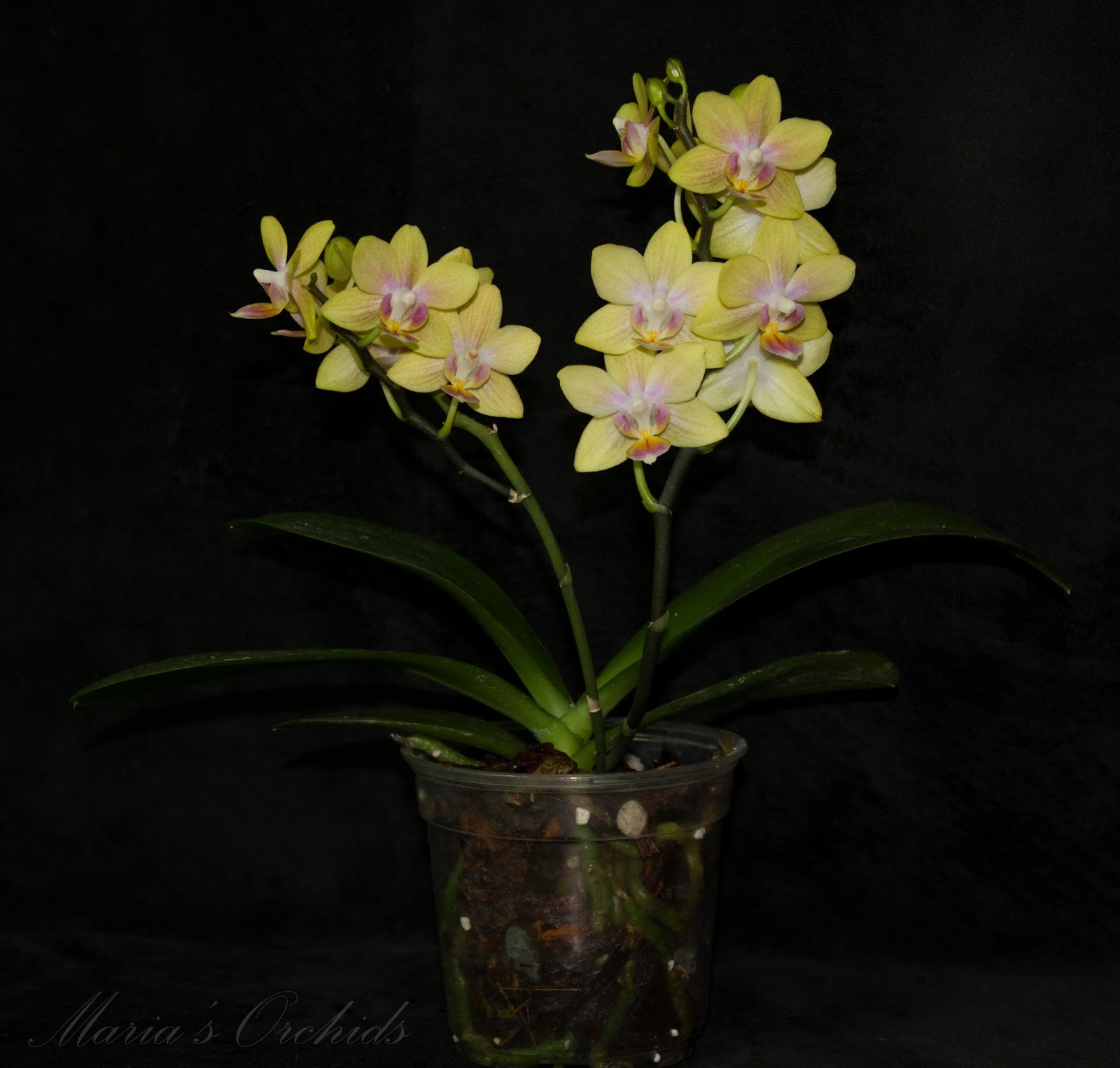 Maria's Orchids: Phalaenopsis Gold Tris 'Desk Pot' in full bloom