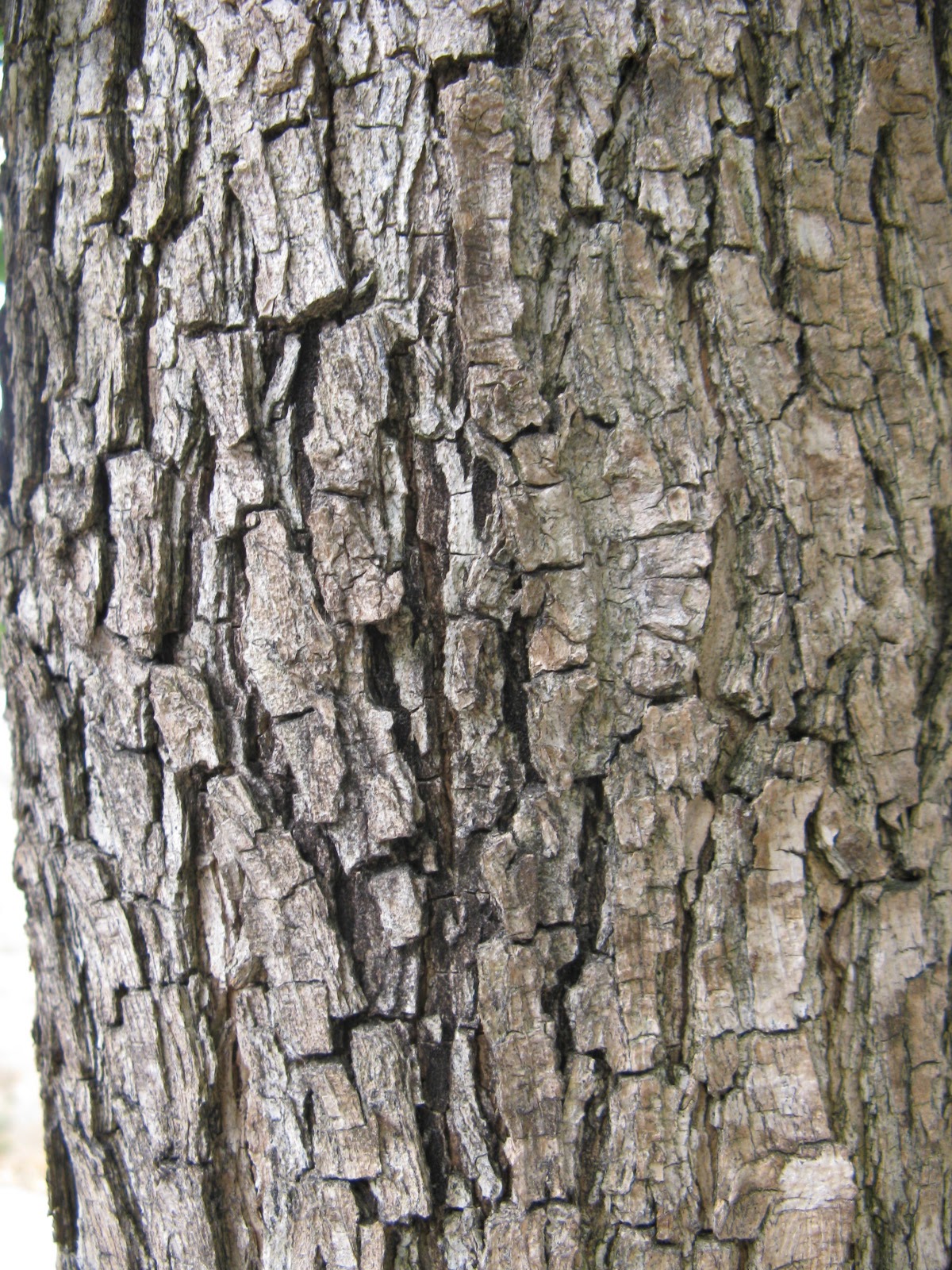 Trees of Santa Cruz County: Tipuana tipu - Tipu Tree