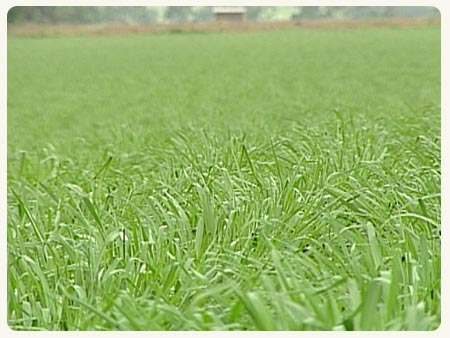 Semillas de Pasto Forrajero: BRACHIARIA DECUMBENS PARA LA VENTA