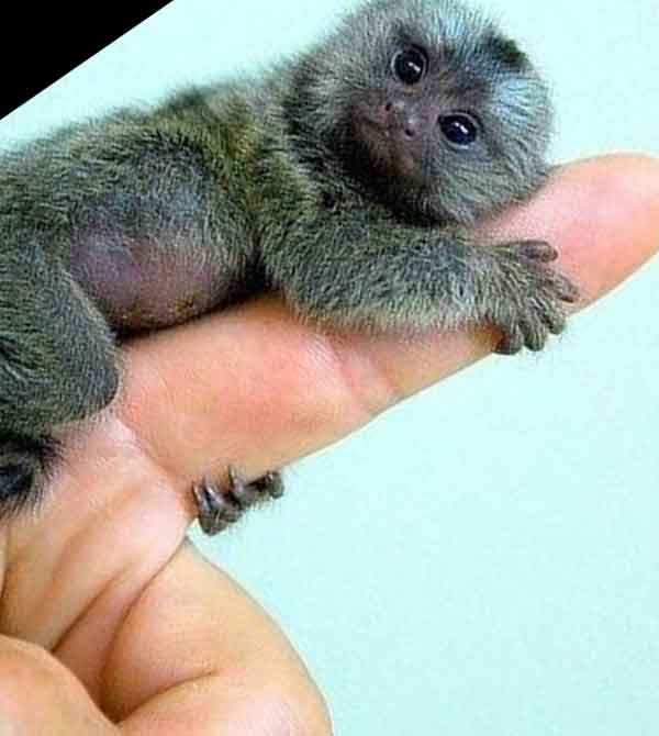 Pak Janggut Tukang Cerita: MONYET paling KECIL di DUNIA