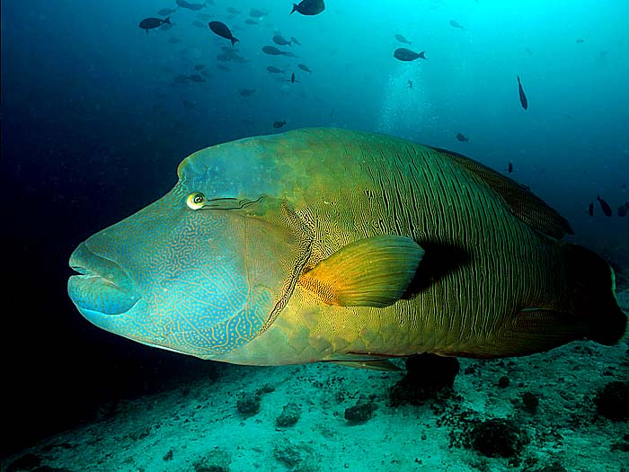 Perfect Amazing: 7 Rare Fish in The World