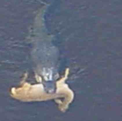 south carolina news & tidbits: Giant Alligator Eats Deer