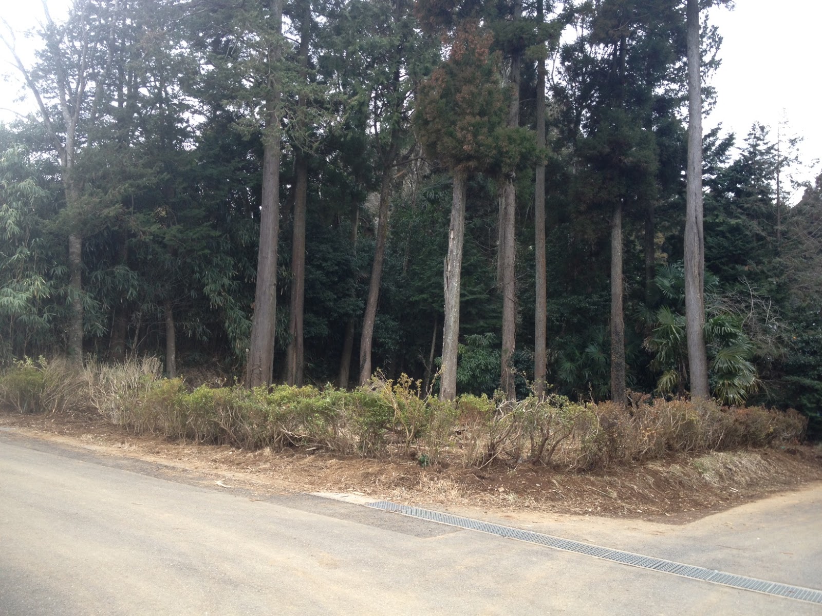 Our Japanese Eco-Kominka: East Side Tree felling in February 2013.
