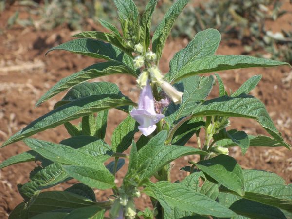 LESSER ANTILLES PLANTS ANGIOSPERMA: PEDALIACEAE SESAMUN INDICUM