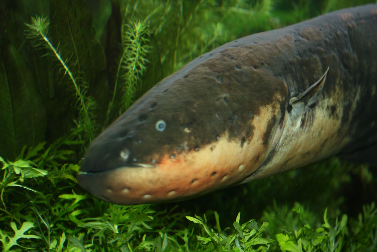 WHS AP Bio 2012: Crowley: Animal adaptation for a specific environment