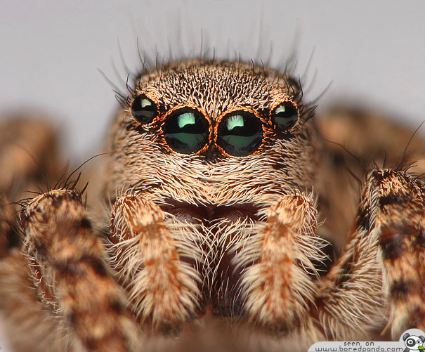 best photos 2 share: The most Beautiful Spider in the World