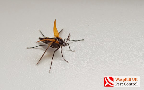 Wasp Nest Beetle - Metoecus paradoxus