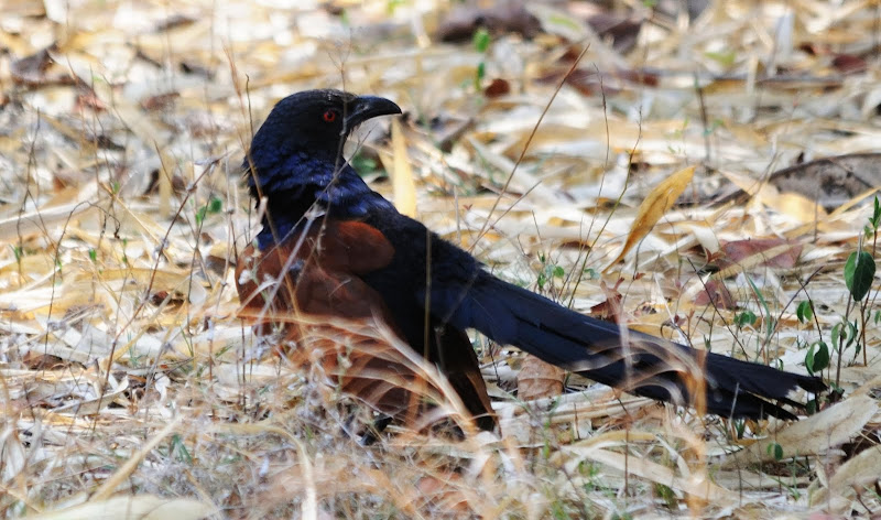 Zunka Bhakri......: On trail of Tiger @ Tadoba-Kolsa