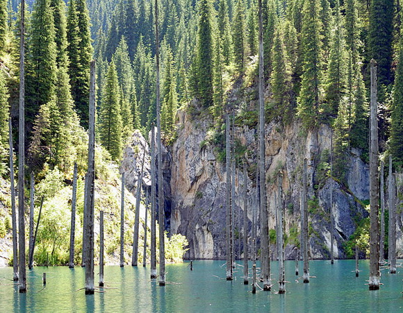 THE WORLD GEOGRAPHY: 7 Unique Forests of the World