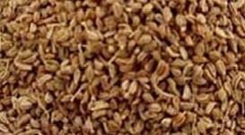 Herbal Medicinal Plants - Ayurveda Sasyangal: Herbal medicines