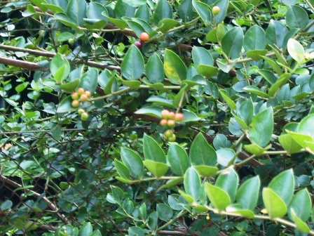 SEYILAABE HTKM: La chronique du mardi au jardin botanique: le Carissa ...