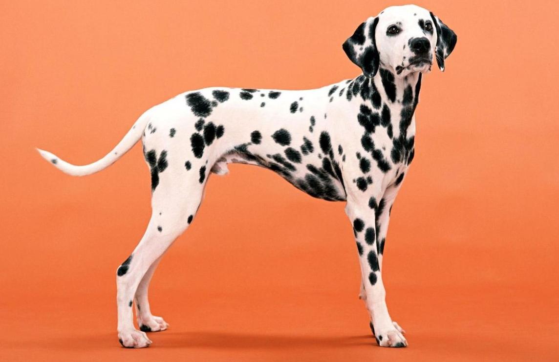 ** Mundo Pet Magazine **: Dálmata