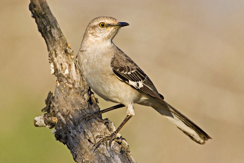 Bellas Aves de El Salvador: Mimus polyglottos (zenzontle del norte o ...