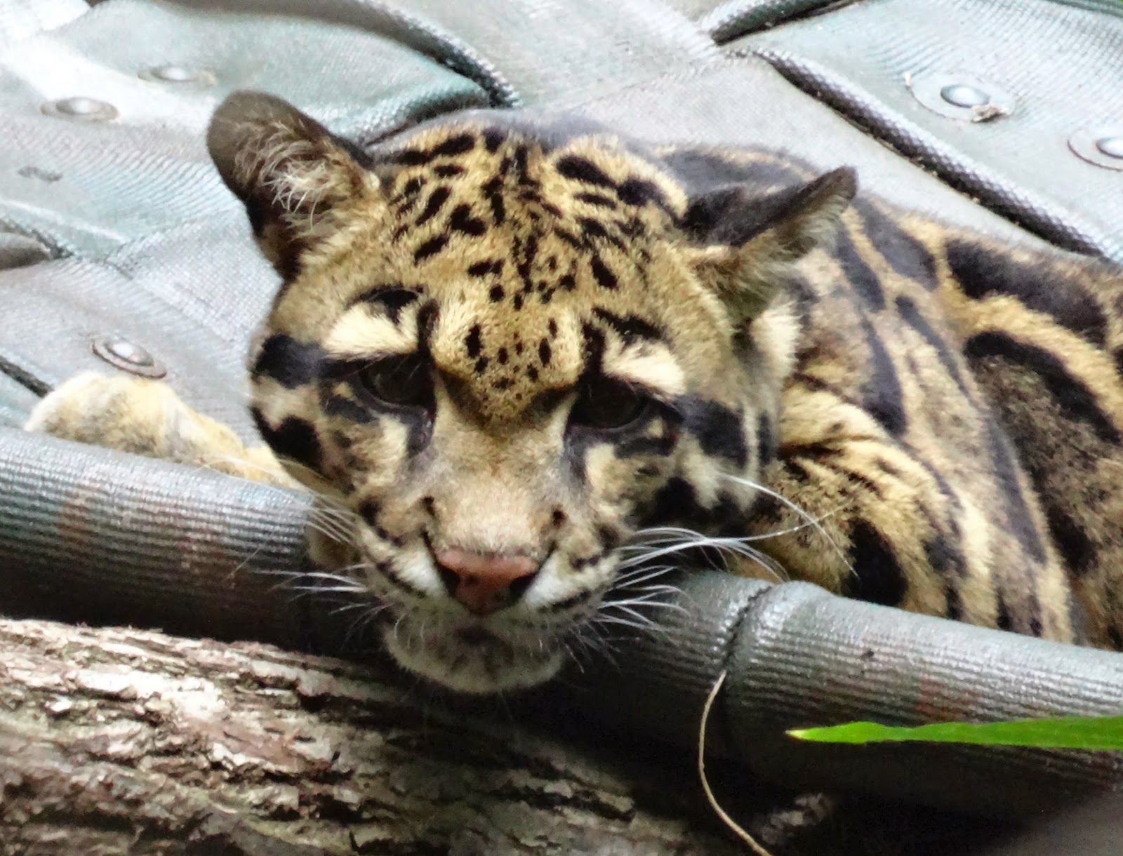 Love, Joy and Peas: Rare Clouded Leopard Photos for Wild Wednesday