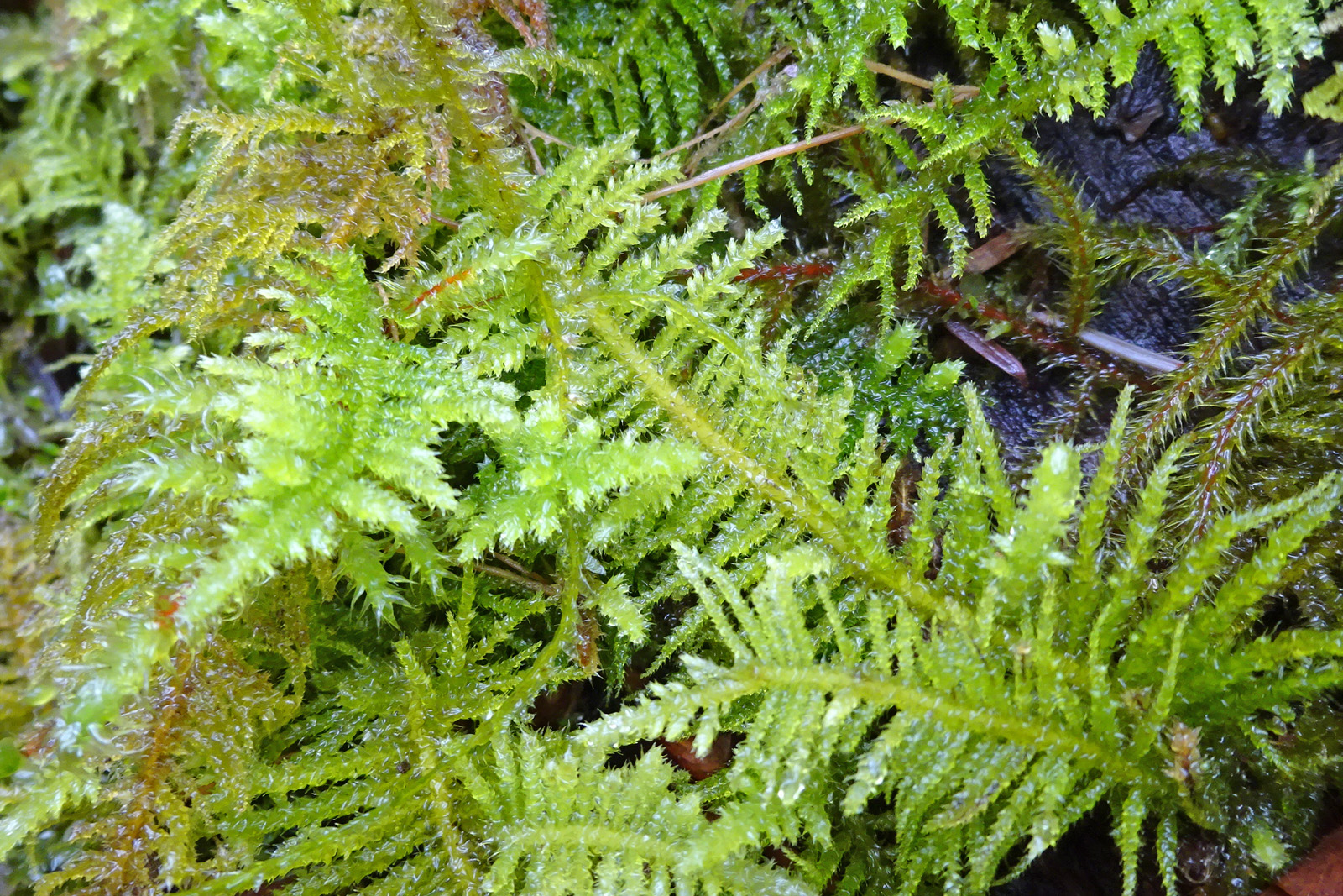 Wanderin' Weeta (With Waterfowl and Weeds): Electrified cat's tail