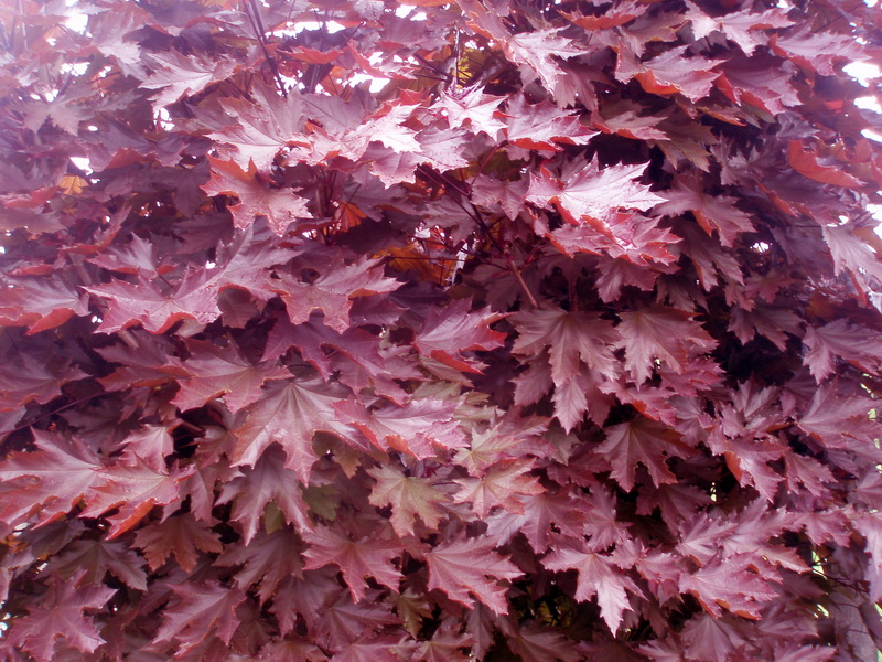 Blogul Simonei: Canadian. Arțar canadian