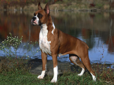About pets: Boxer (Deutscher Boxer) (German Boxer)