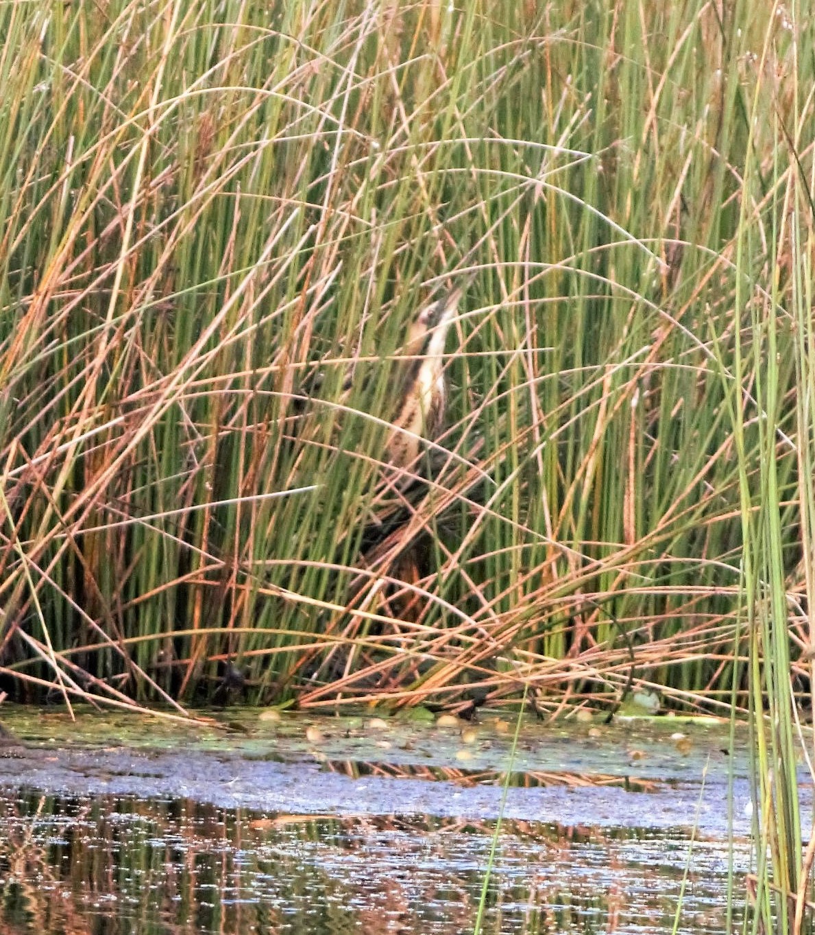 sunshinecoastbirds: Australasian Bittern, Regent Honeyeater, Lesser ...