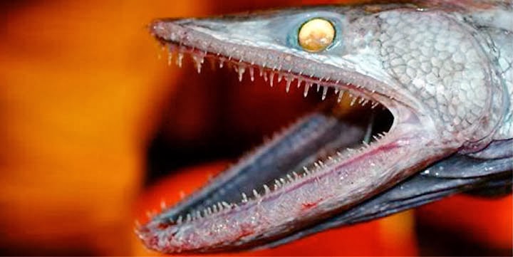 ;'D My World..... ;'D: Monstros das profundezas: os peixes mais feios ...