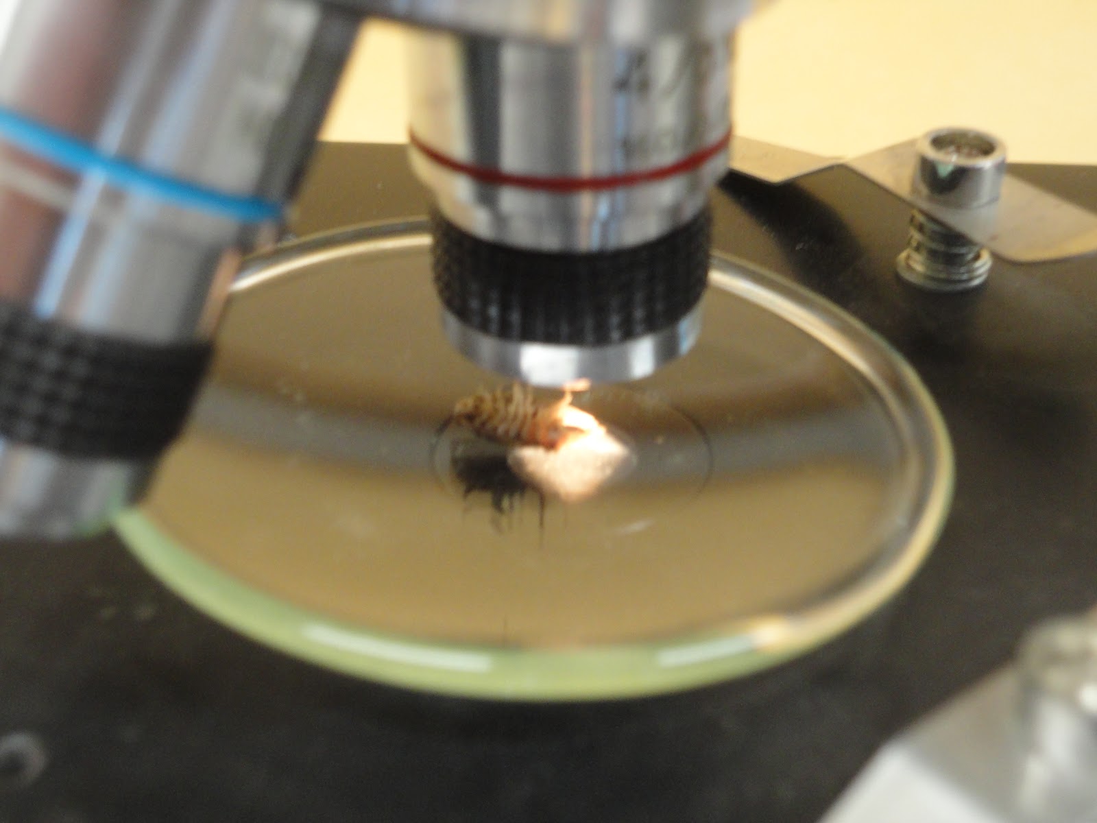 Os SuperLeitores de Condeixa: Os insetos - trabalho de pesquisa ...