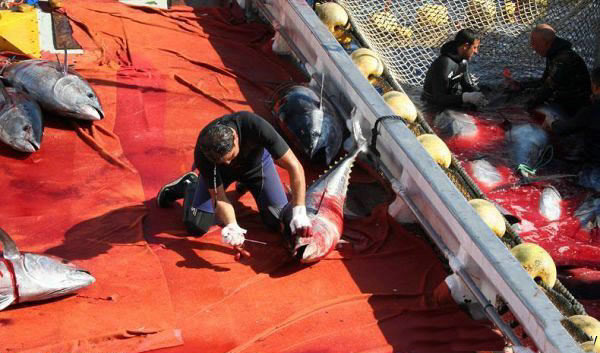 PICTURE BUGS: Bloodily hunting of fishes river of blood