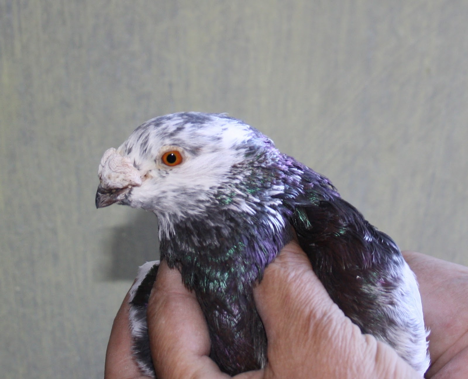 Buchón Valenciano (Antiguo Palomo Ladrón): BUCHONES REPRODUCTORES 2012