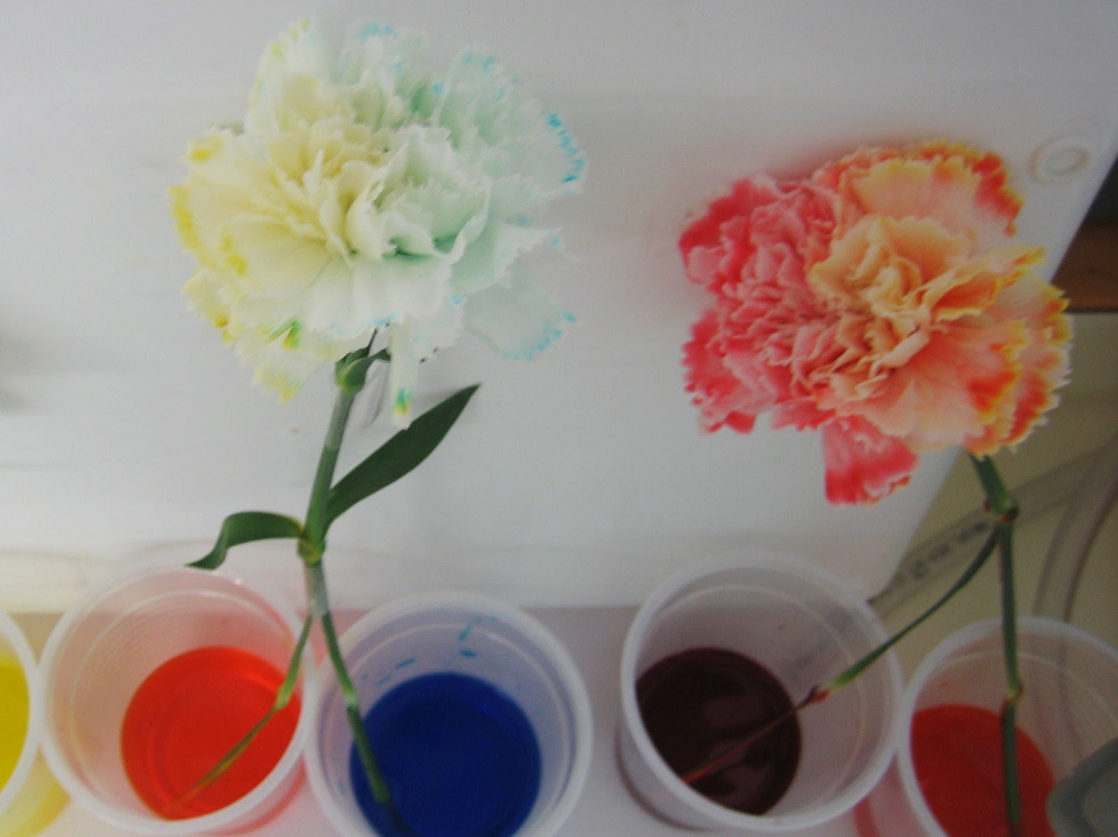 ver la ciencia: Los peques investigan: la capilaridad (II). Flores ...