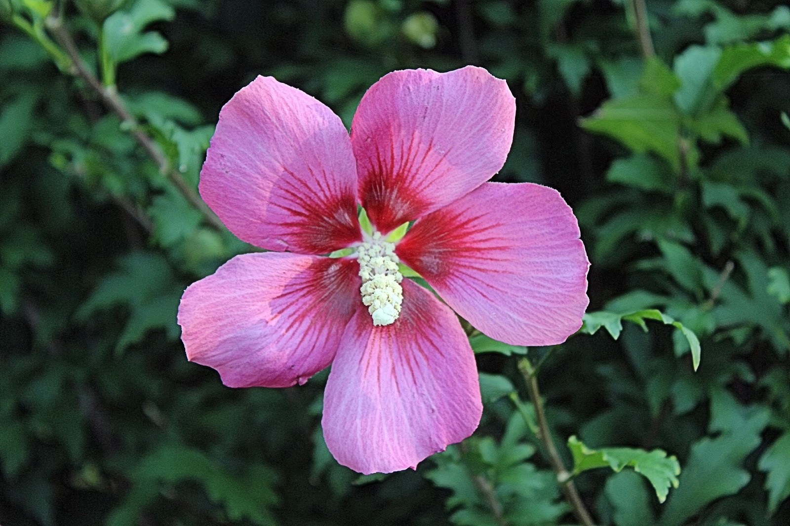 Pink Rose Of Sharon 2 - 8 Photos