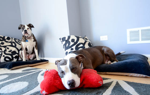 Two Pitties in the City: DoggyStyle: How Much Stuff Does your Dog Have?