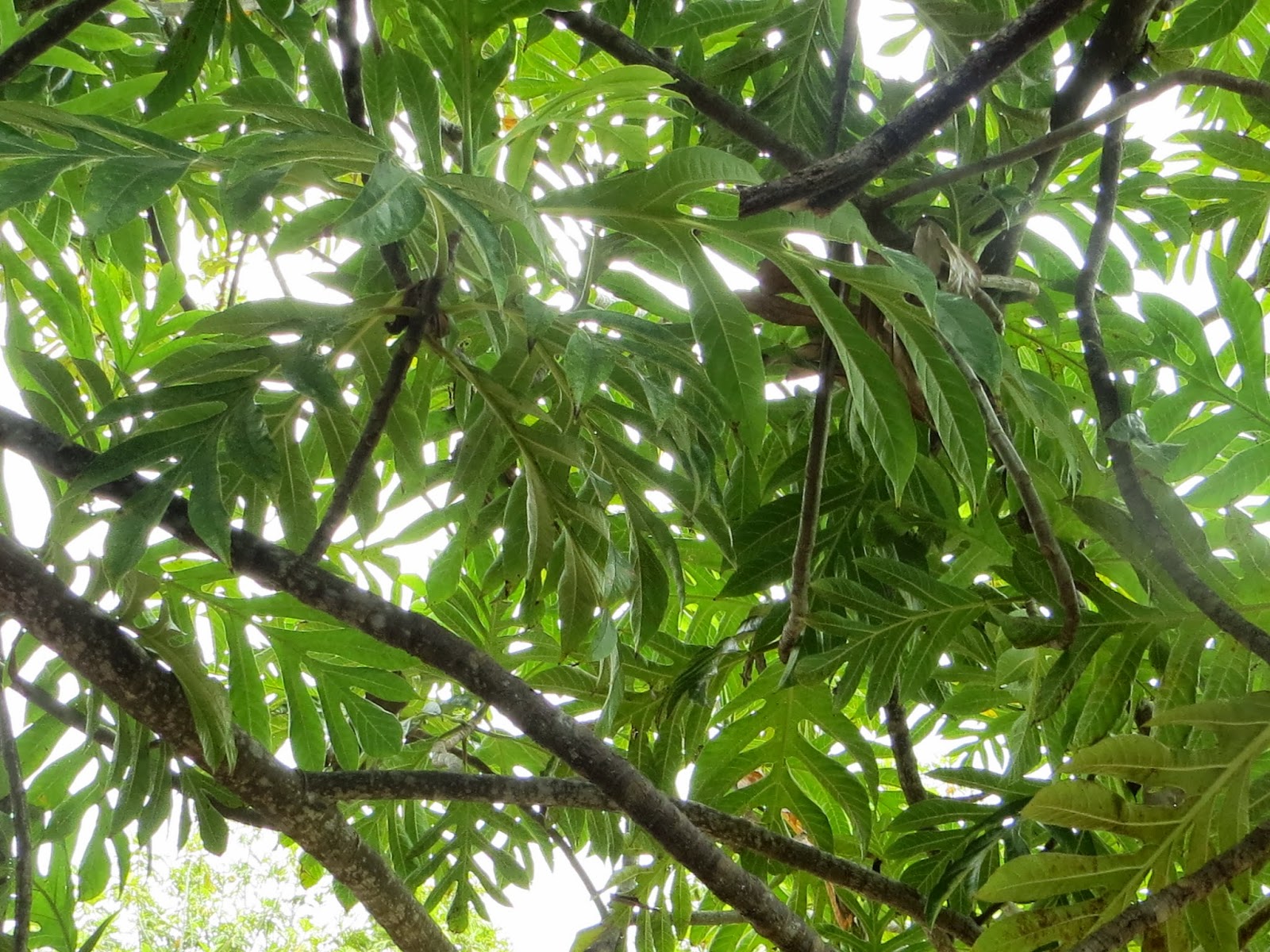 Let's Go! Native Plants, Hawai'ian Style