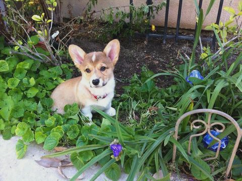 King of Bash: Penelope Ann Killer: My Favorite Friend/Corgi In The World