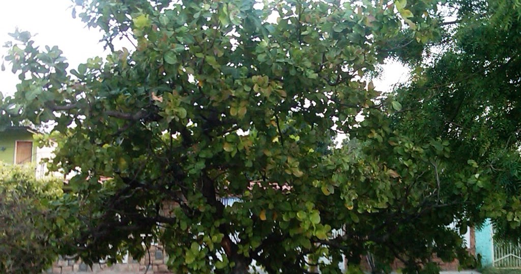 La planta de Merey (Anacardium occidentale L.)