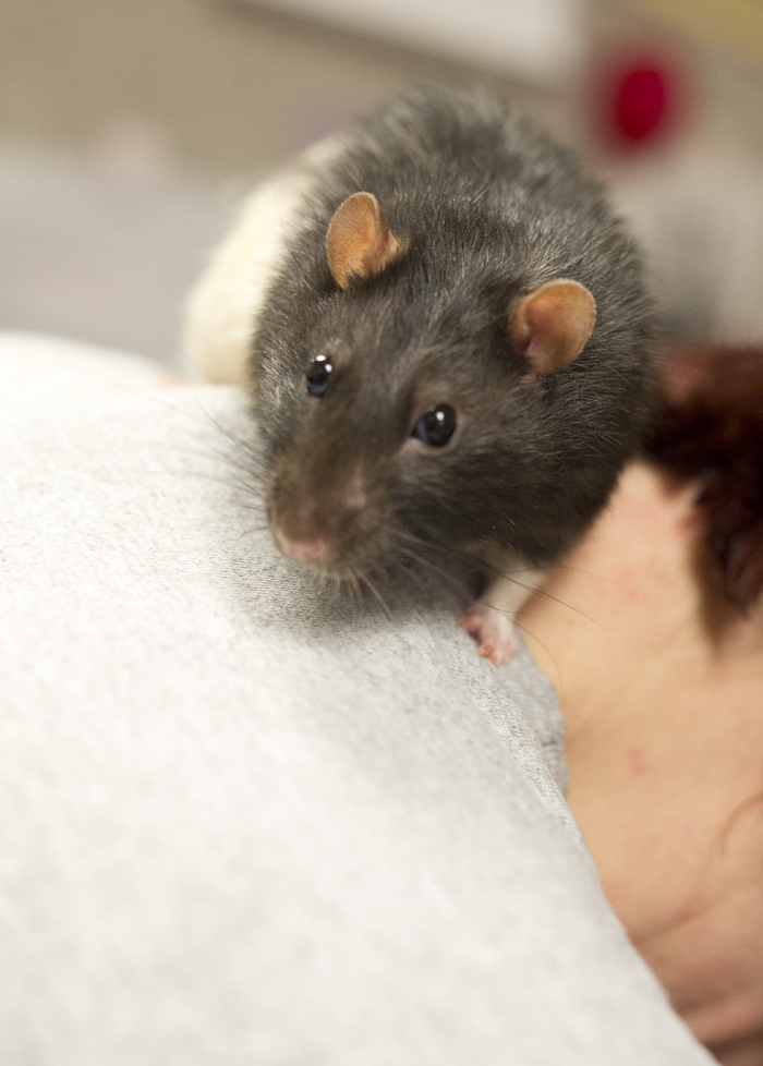 Shelter Dogs of Portland: "TEMPLETON " silly lovable Rat!