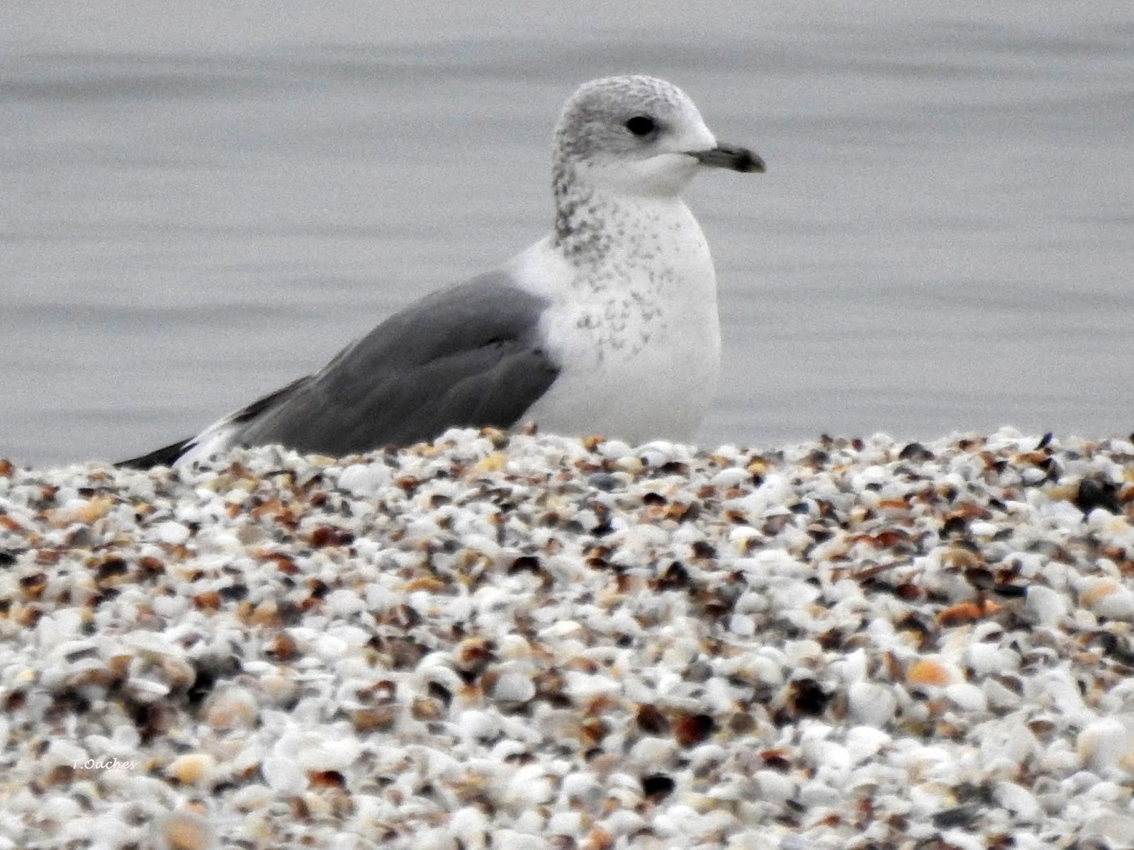 PASARI DIN ROMANIA: PESCARUS SUR, Larus canus