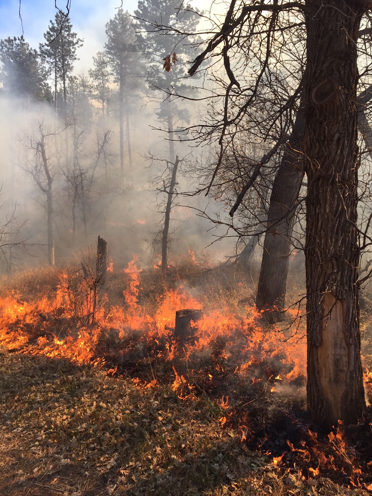 Great Plains Fire Information