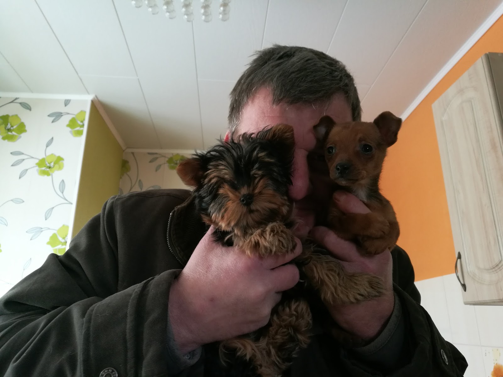 Heiksi blogi: "Minu nimi on Valner, Heiki Valner. Ostan kutsikaid kokku!"