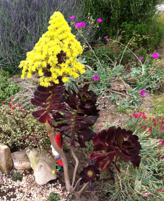 Succulent Succulence: The Elegant Aeonium