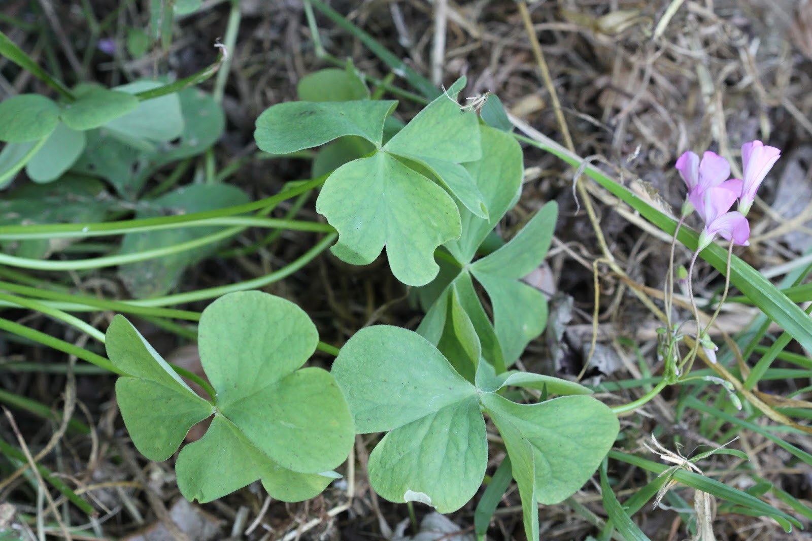 OXALIS ARTICULATA. acederilla rosa.